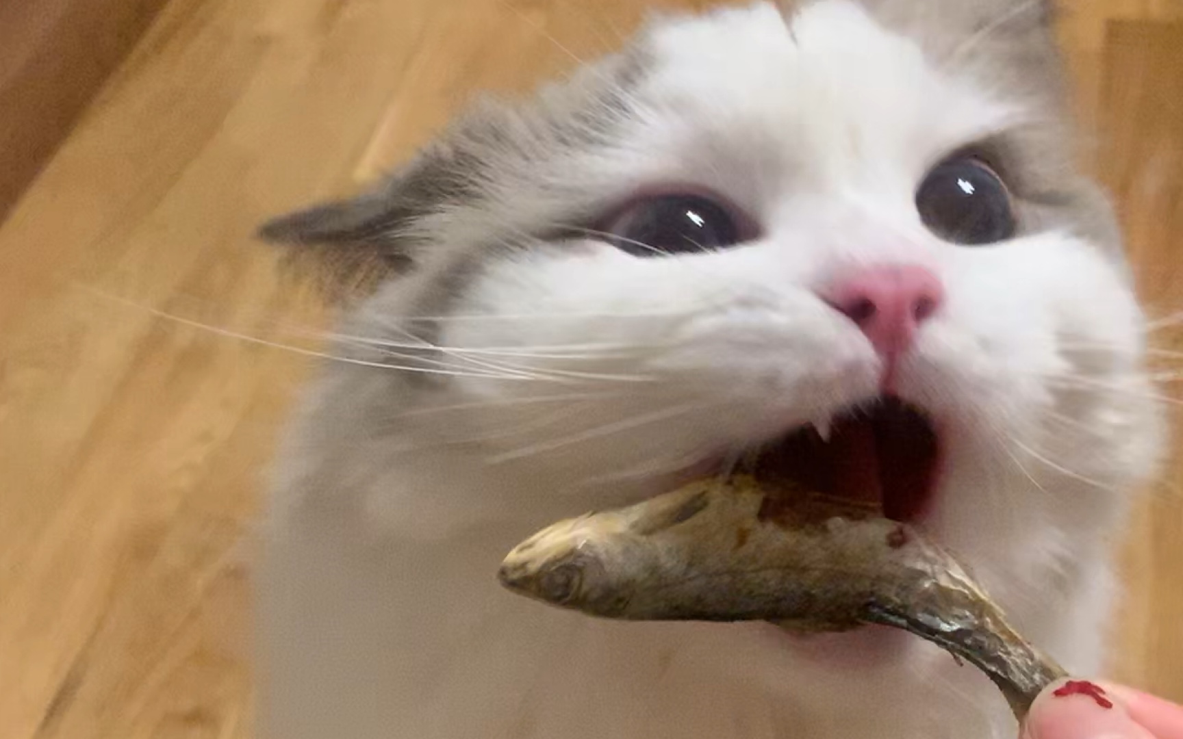 How deep is the cat's obsession with small dried fish? - THREE SHOW SHOES